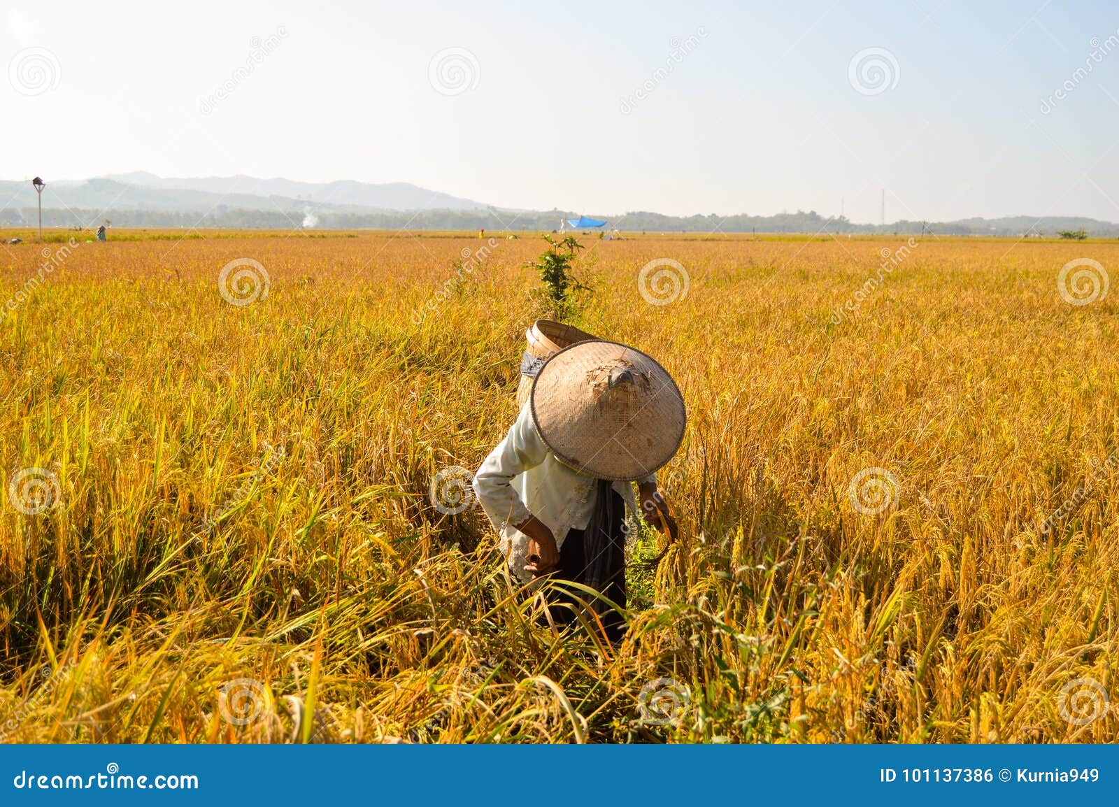 Indonesian Farmer Working at Rice Fields Editorial Photo - Image of ...