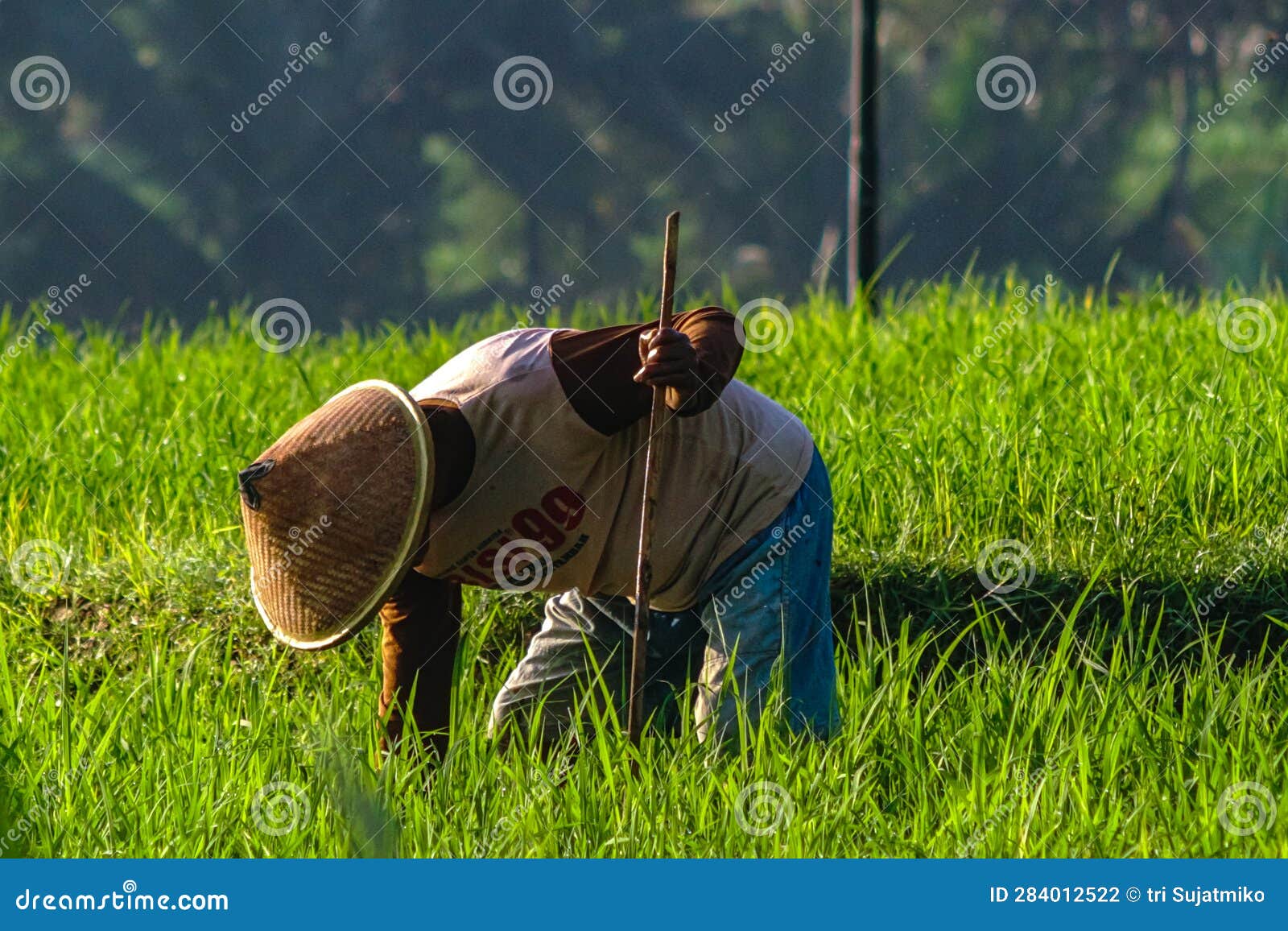 Indonesian Farmers Working on Their Fields Salatiga, Central Java ...