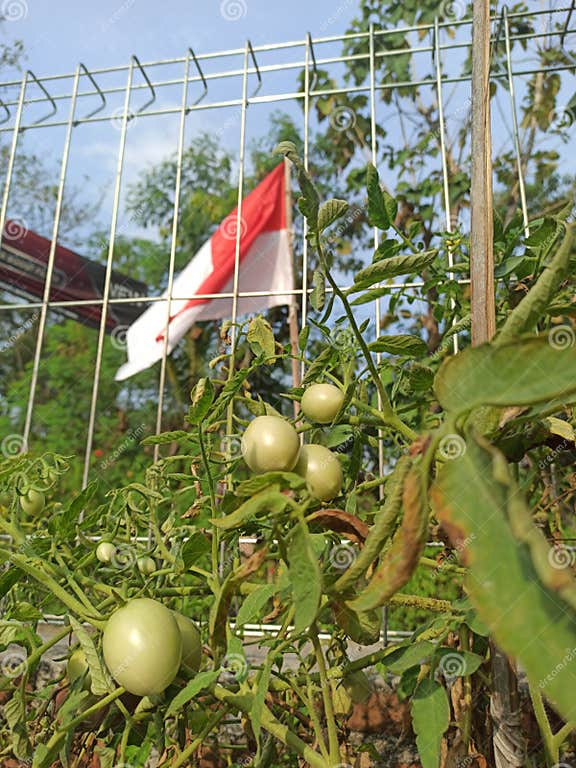 Indonesian flag and tomato stock image. Image of vegetables - 201317185