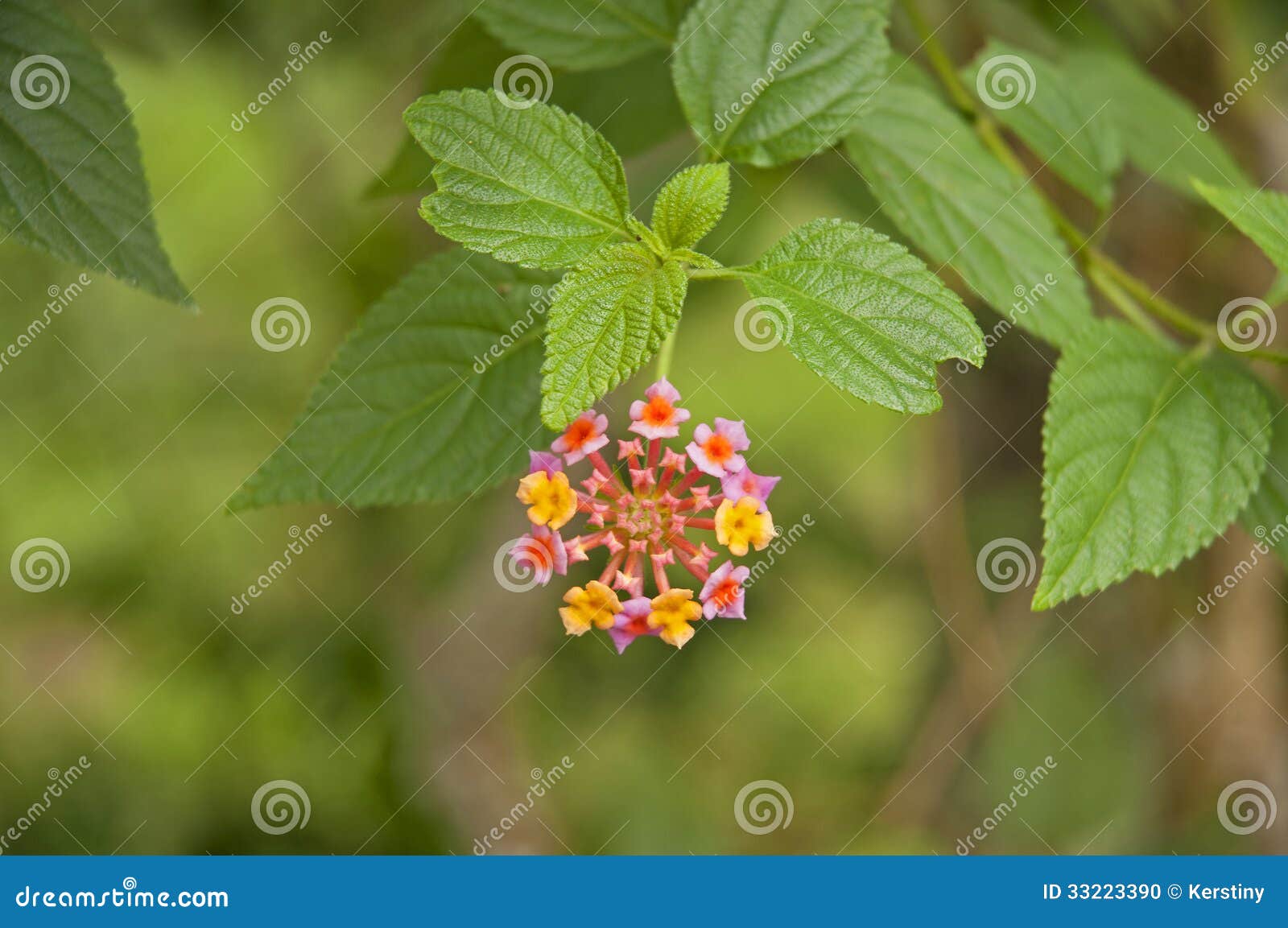 Indonesian flora stock photo. Image of dense, bloom, flora - 33223390