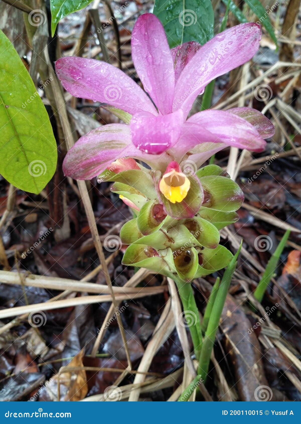 Flower indonesian stock image. Image of lily, shrub - 200110015
