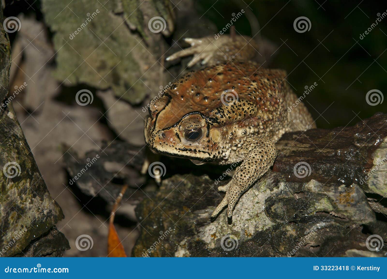 Indonesian frog stock photo. Image of exotica, tropical - 33223418