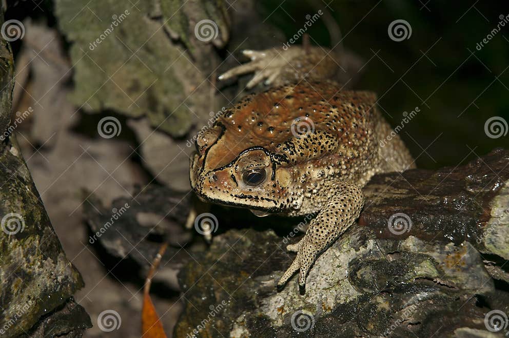 Indonesian frog stock photo. Image of exotica, tropical - 33223418