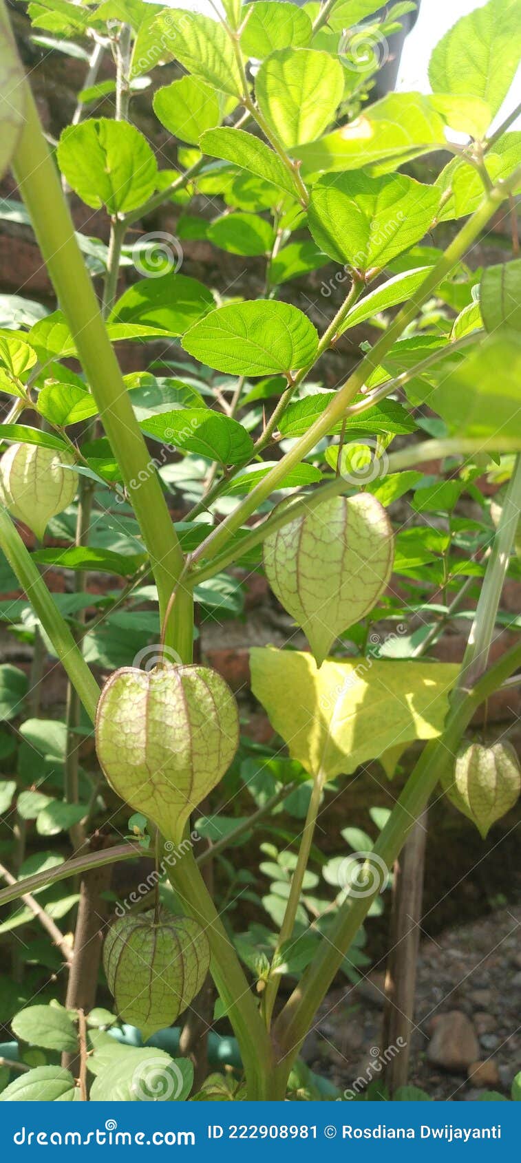 Indonesian Fruit Commonly Called Ciplukan Stock Image - Image of ...