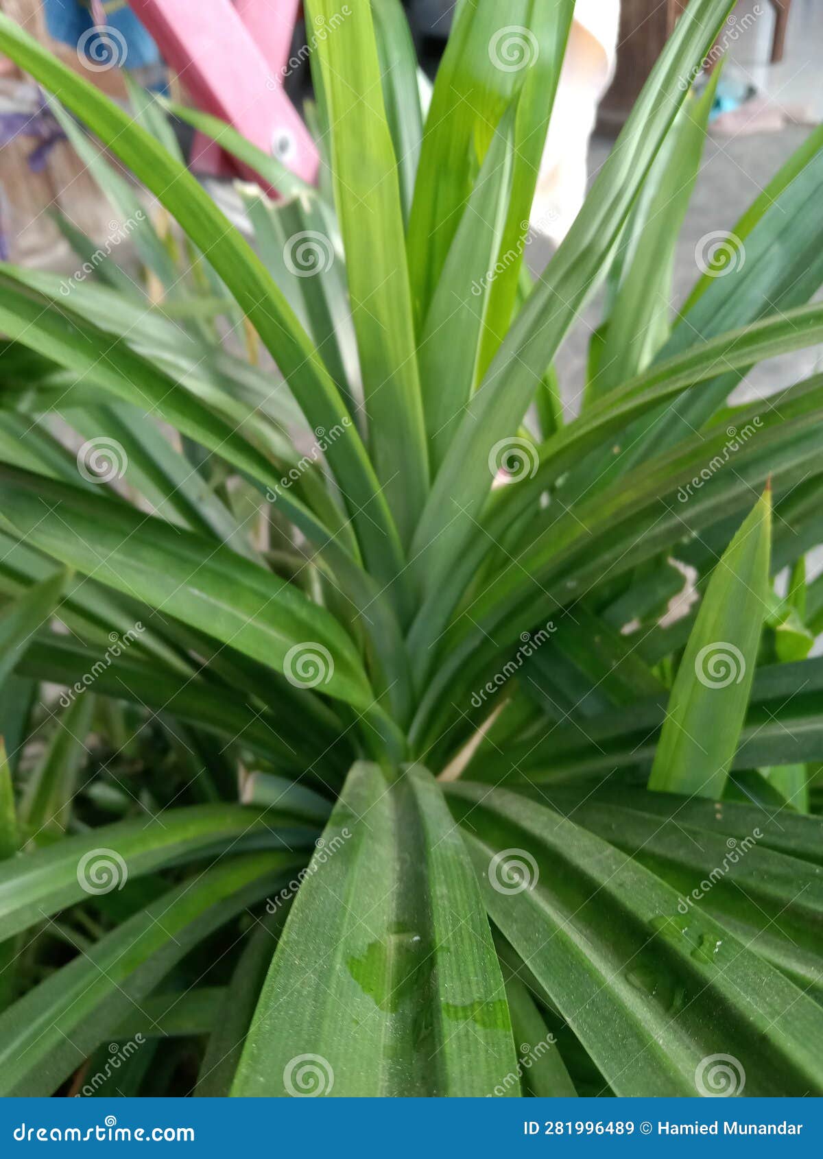 Indonesian Green Gandan Leaf Stock Image - Image of leaf, gandan: 281996489