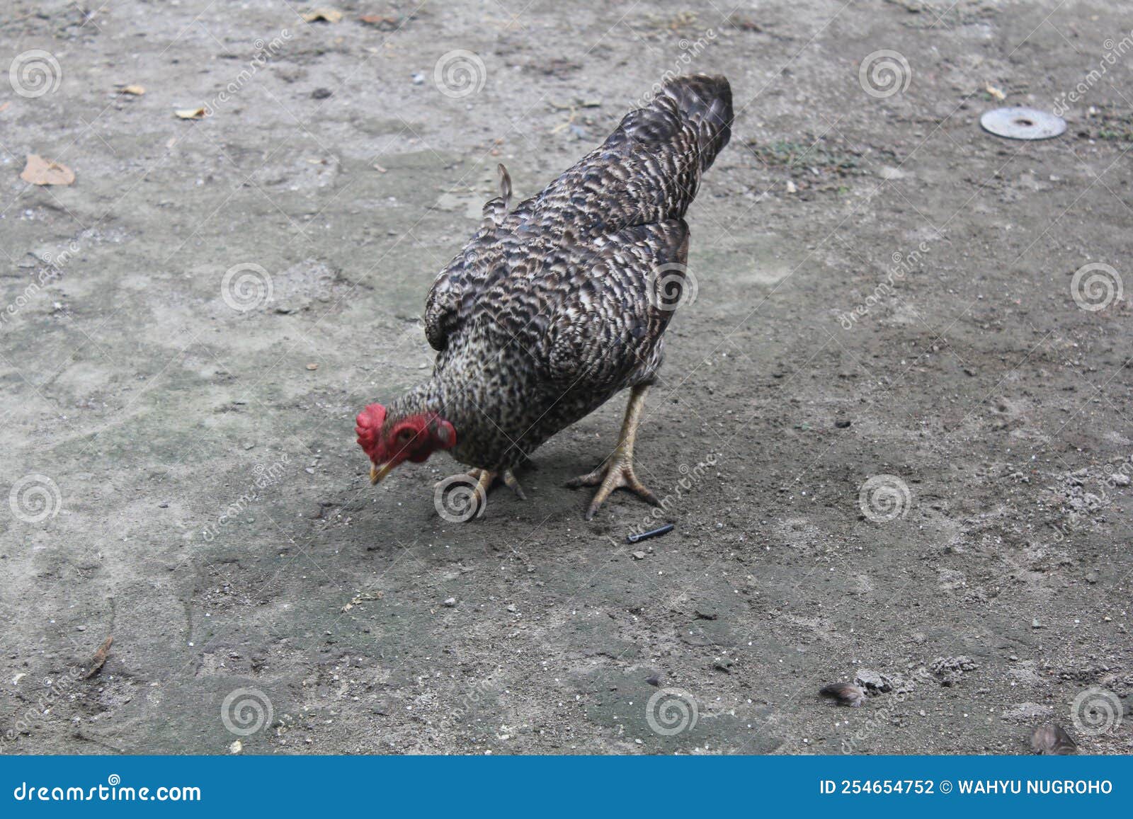 Indonesian hen eat rice stock photo. Image of animal - 254654752