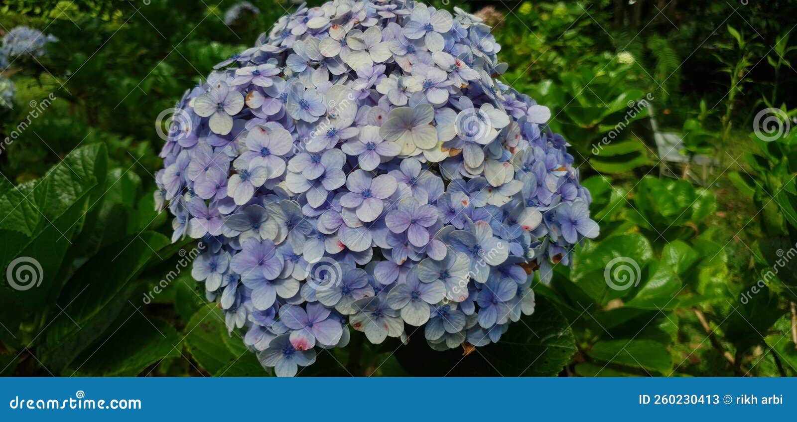 Indonesian Hydrangea Rose stock image. Image of puncak - 260230413