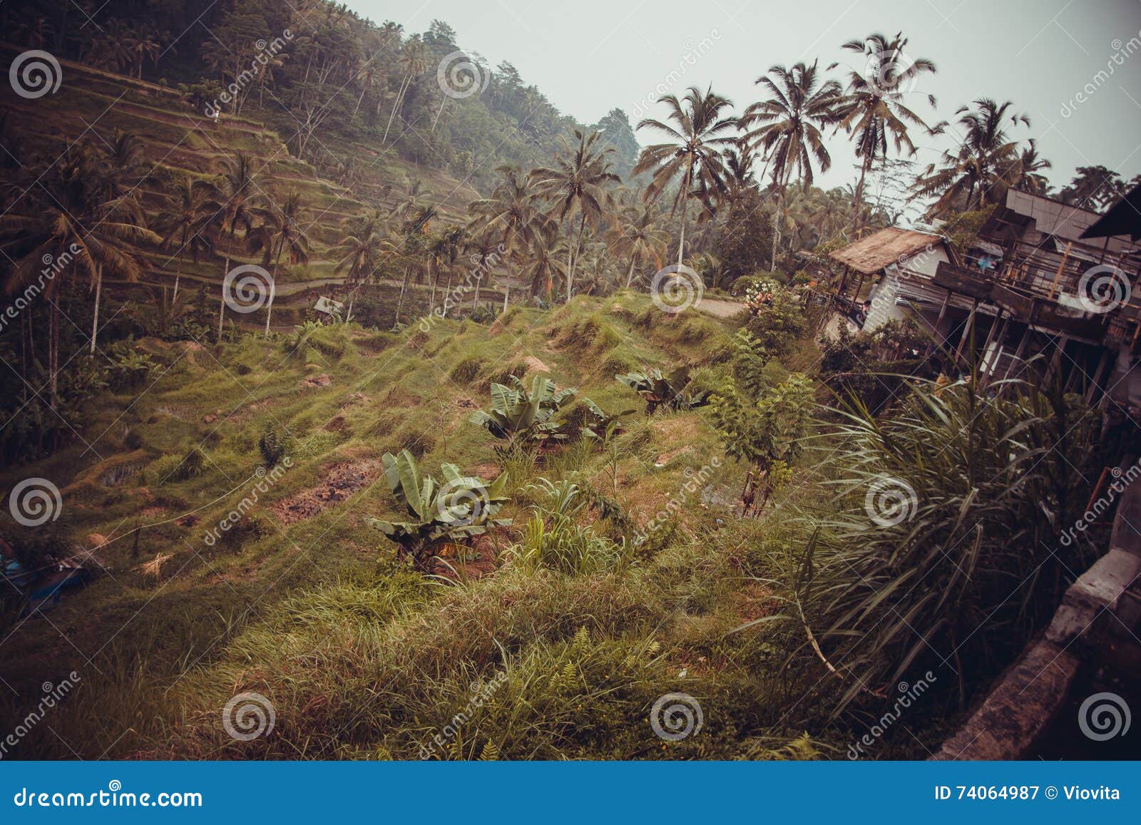 Indonesian jungle stock image. Image of green, asian - 74064987