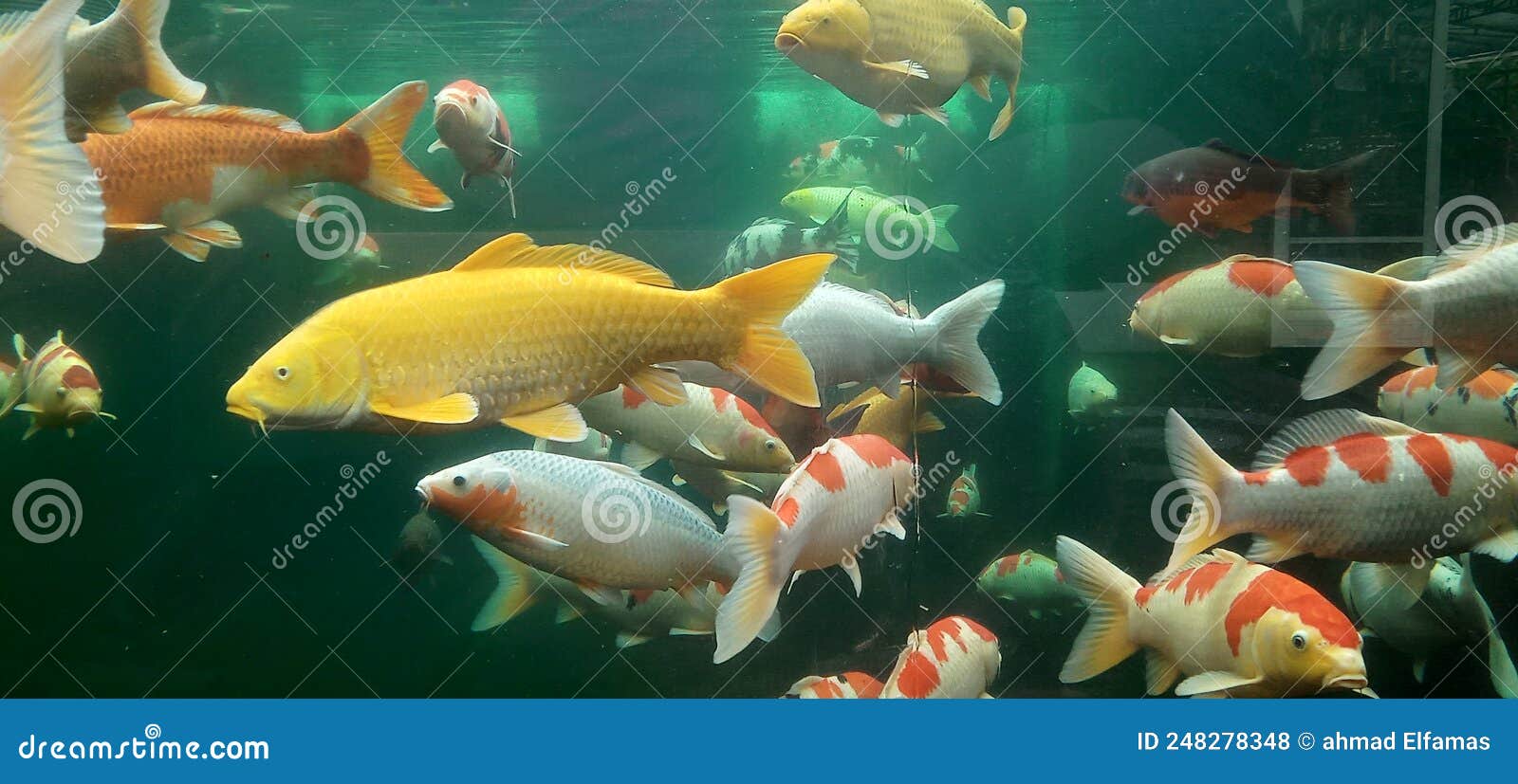 Indonesian Koi Fish from Blitar Stock Photo - Image of vegetable ...