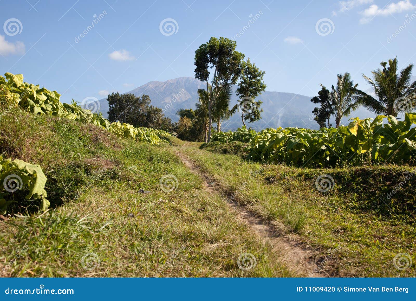 Indonesian landscape stock photo. Image of beautiful - 11009420