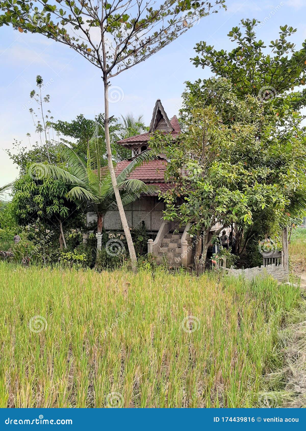 Indonesian Little House in Rice Field Stock Photo - Image of little ...
