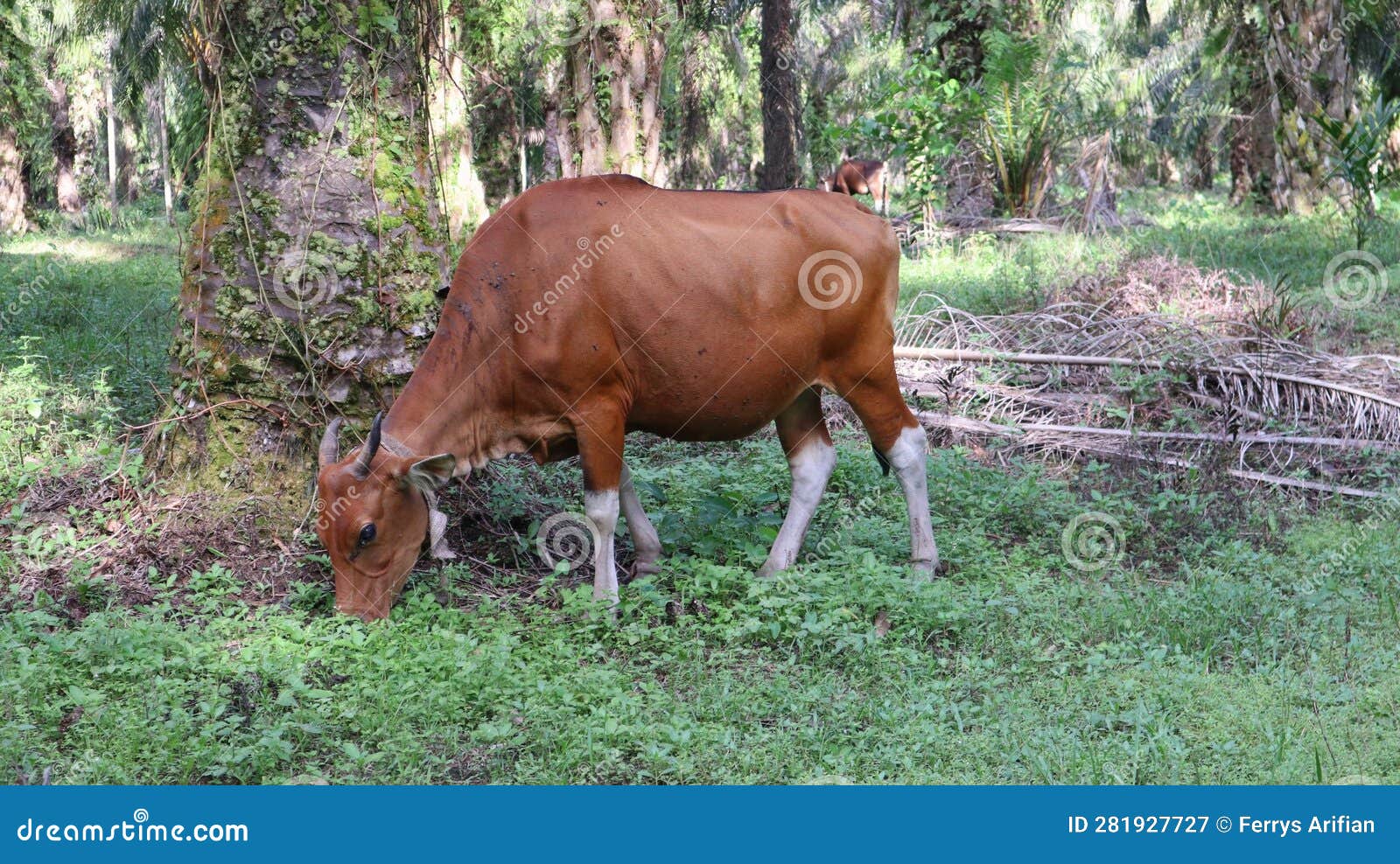 Indonesian local cows stock image. Image of grass, cattle - 281927727