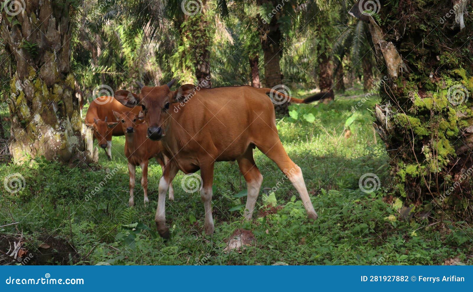 Indonesian local cows stock photo. Image of idul, livestock - 281927882