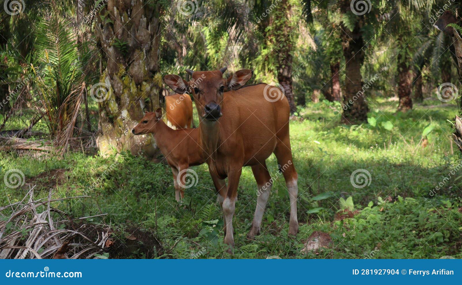 Indonesian local cows stock photo. Image of breeding - 281927904