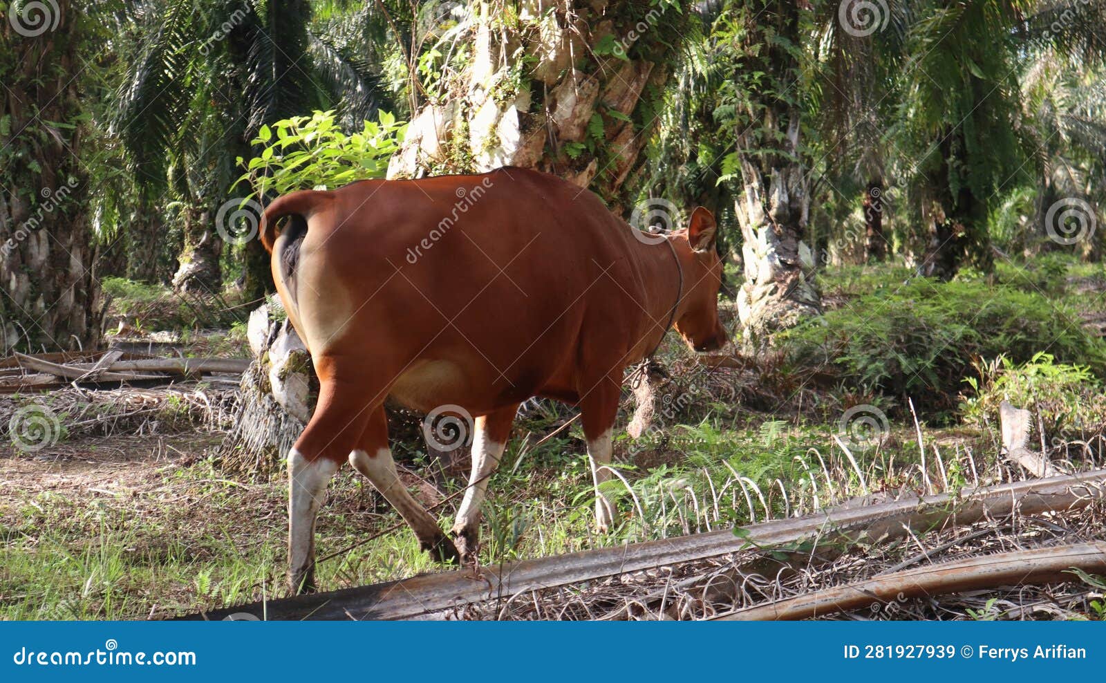 Indonesian local cows stock image. Image of animal, food - 281927939