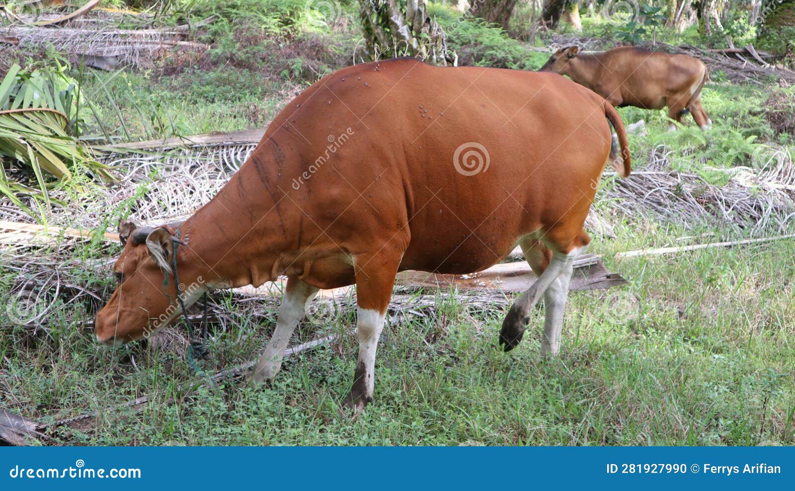 Indonesian local cows stock photo. Image of breeding - 281927990
