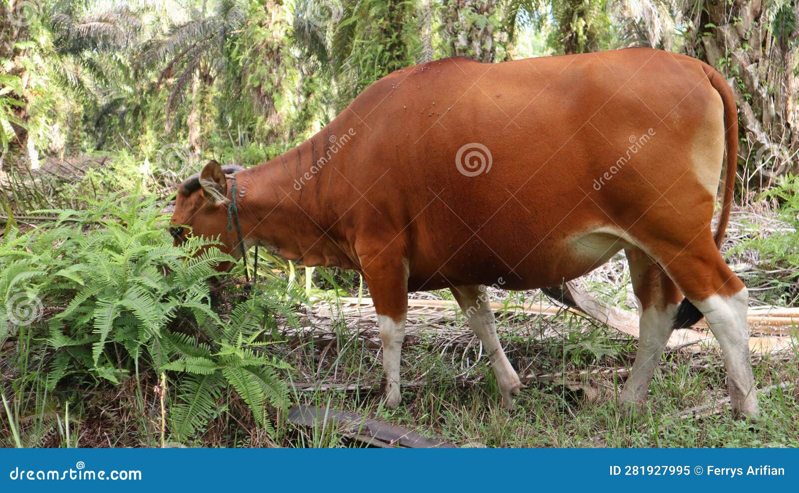 Indonesian local cows stock image. Image of mammal, looking - 281927995