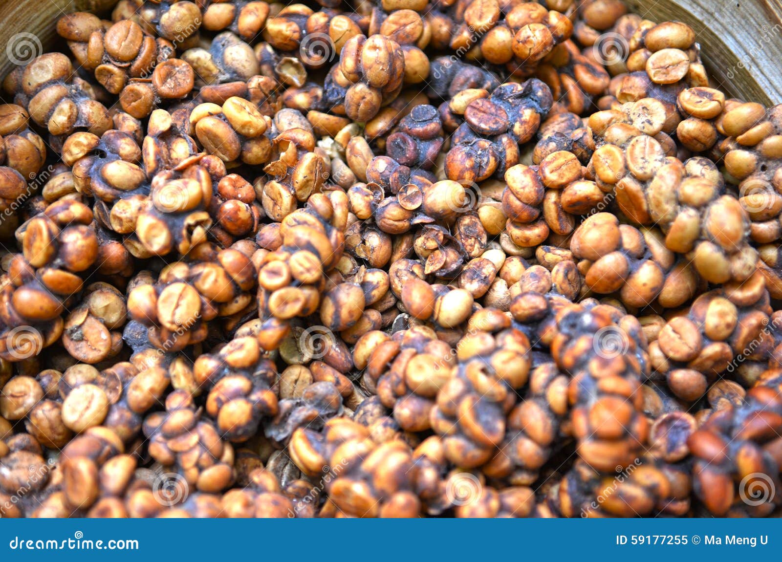 Indonesian Luwak Coffee Bean Stock Image - Image of crop, kenya: 59177255