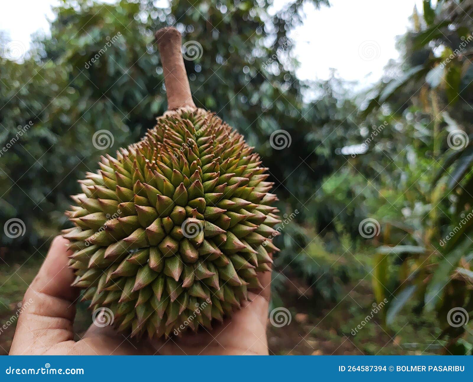 Indonesian mini durian stock photo. Image of durian - 264587394