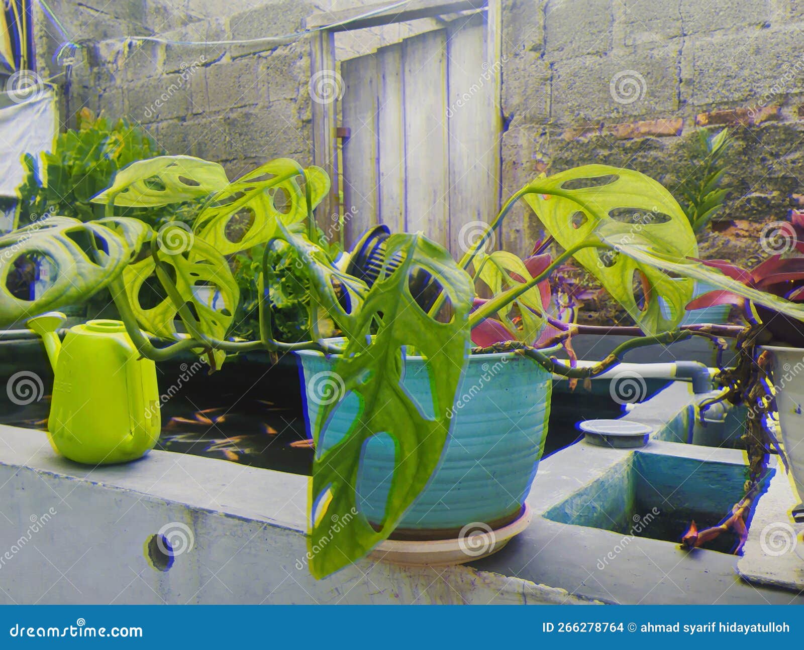 In Indonesian this Name is & X22;Janda Bolong& X22; Stock Photo - Image ...