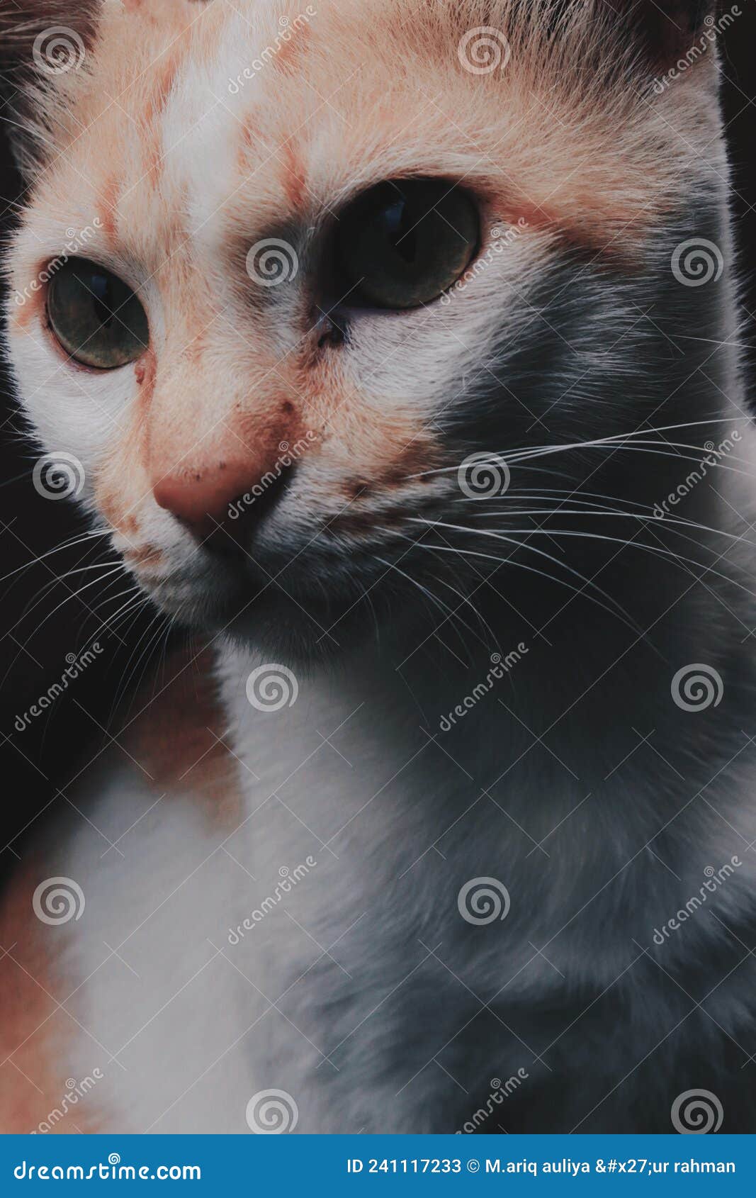 Indonesian native cat stock image. Image of native, mammals - 241117233