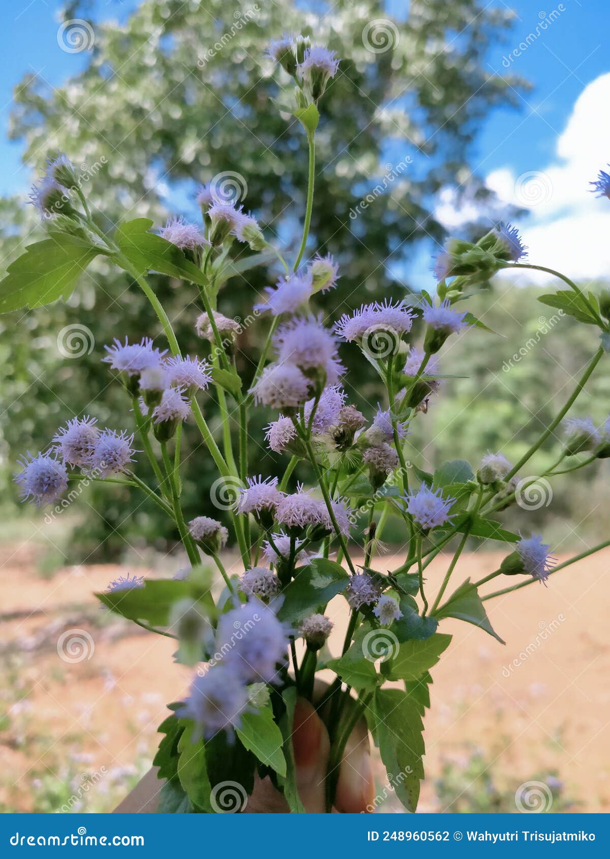 Indonesian native flowers stock photo. Image of shrub - 248960562