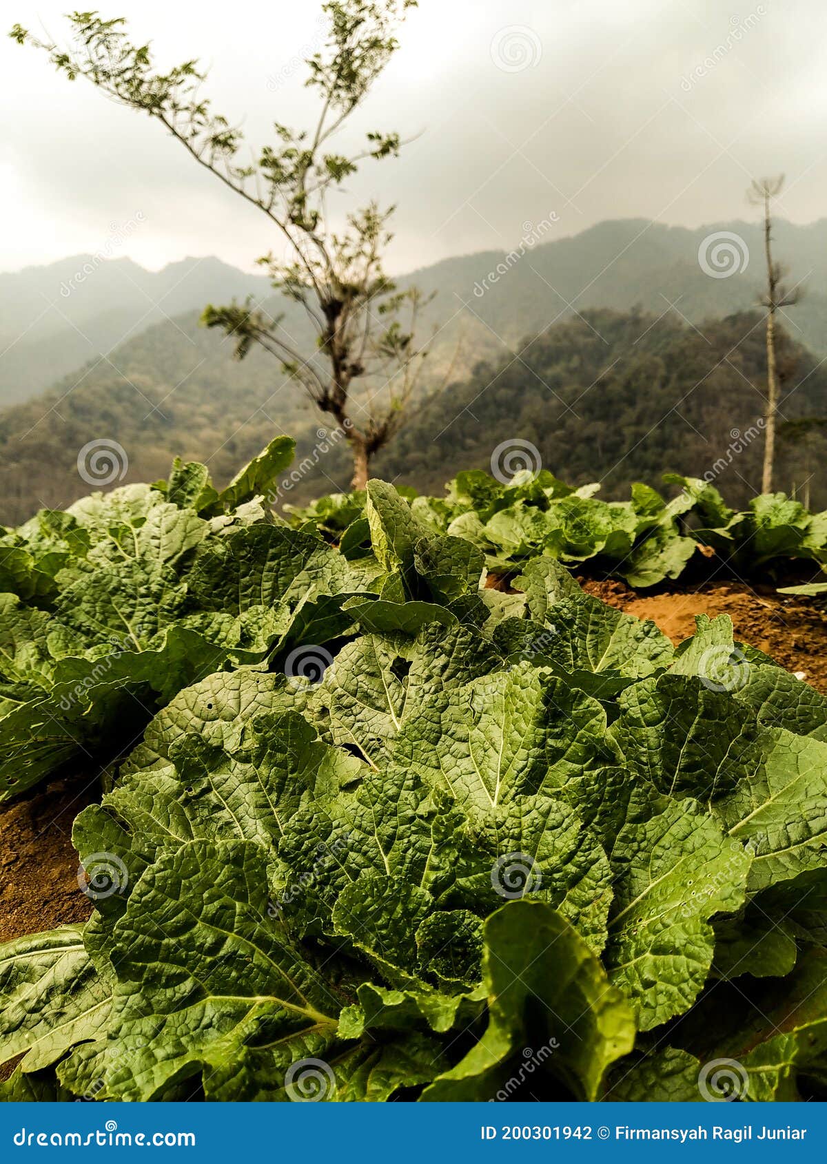 Indonesian Nature in East Java Stock Photo - Image of shrub, forest ...