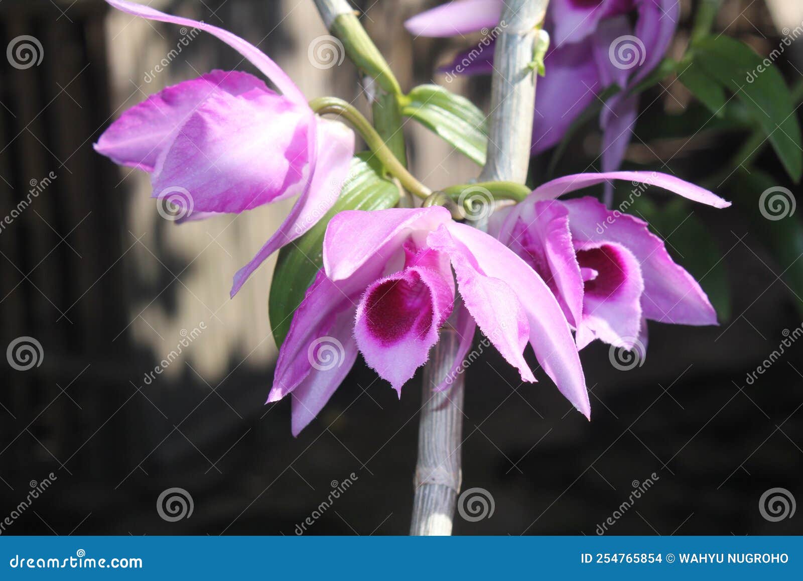 Indonesian Orchid Flower Bloom Stock Photo - Image of wildflower, leaf ...
