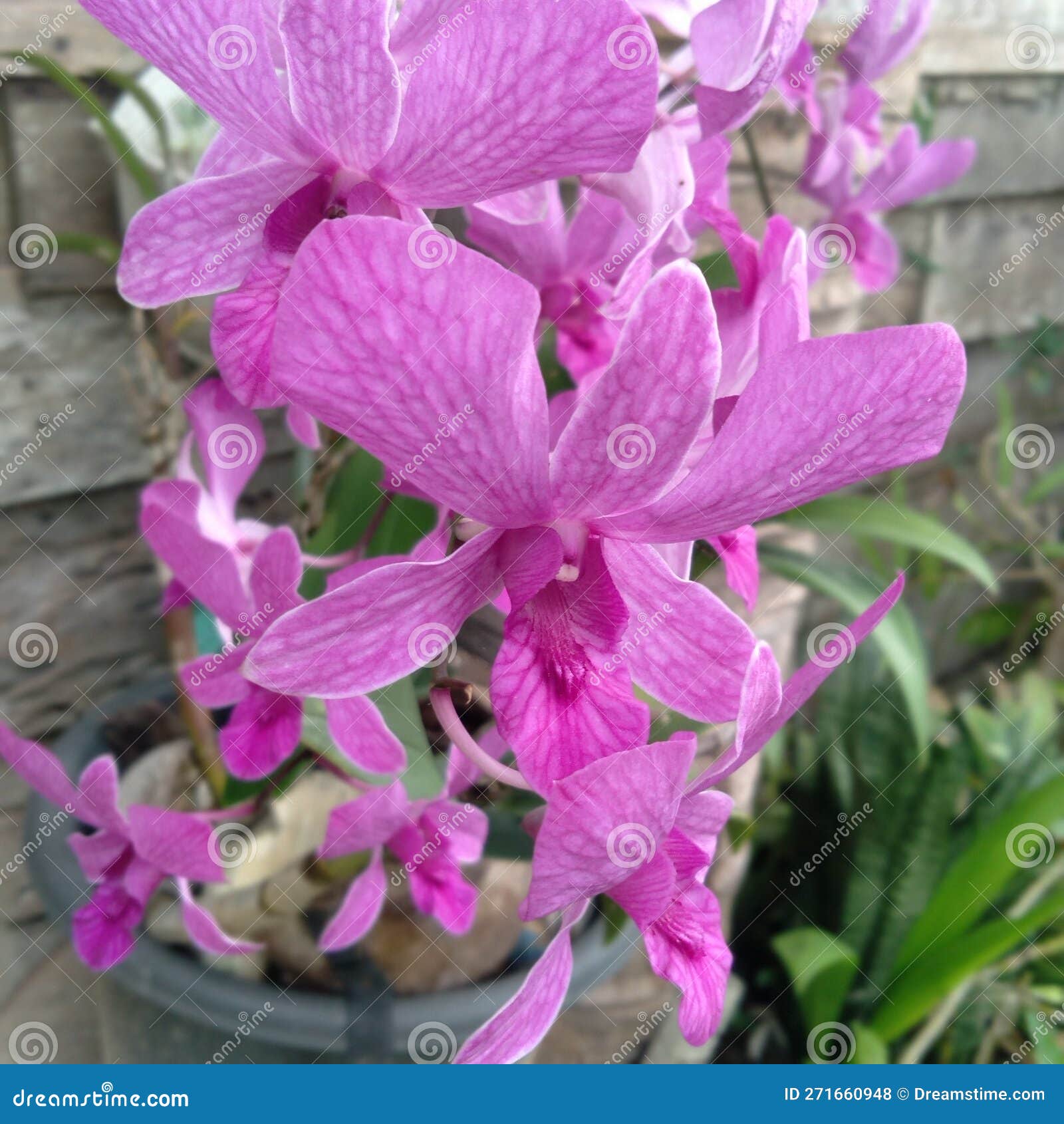 Indonesian orchid flower stock photo. Image of violet - 271660948