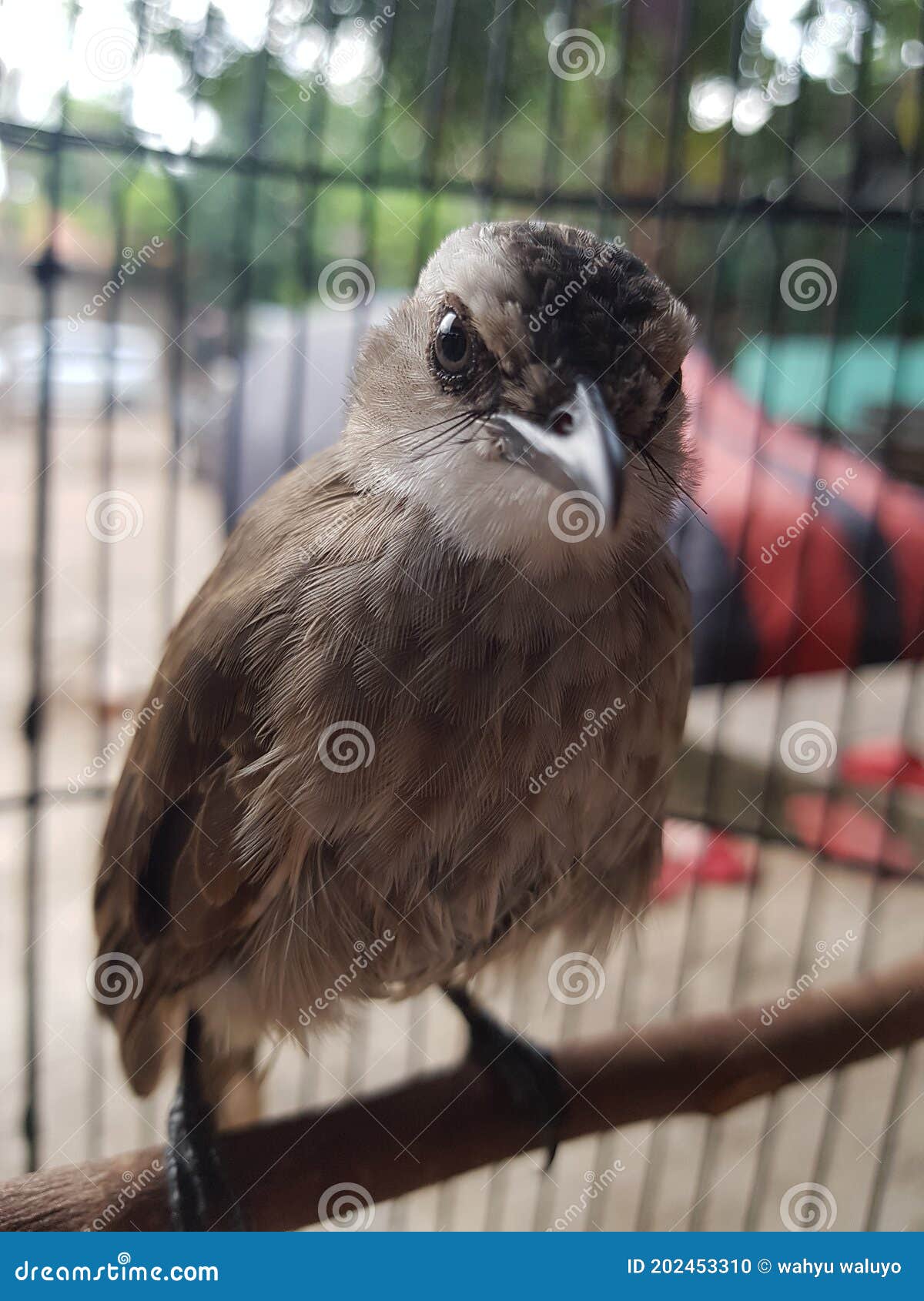Indonesian Original Trucuk Bird Stock Photos - Free & Royalty-Free ...