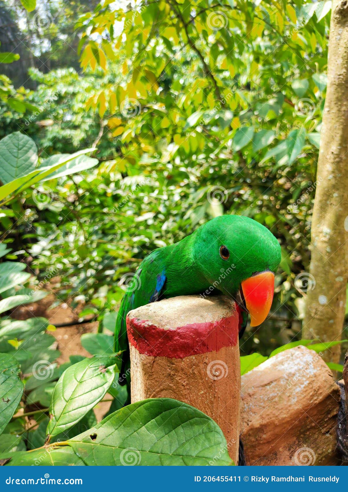 Indonesian Parrots are Tame and Friendly To Humans Stock Image - Image ...