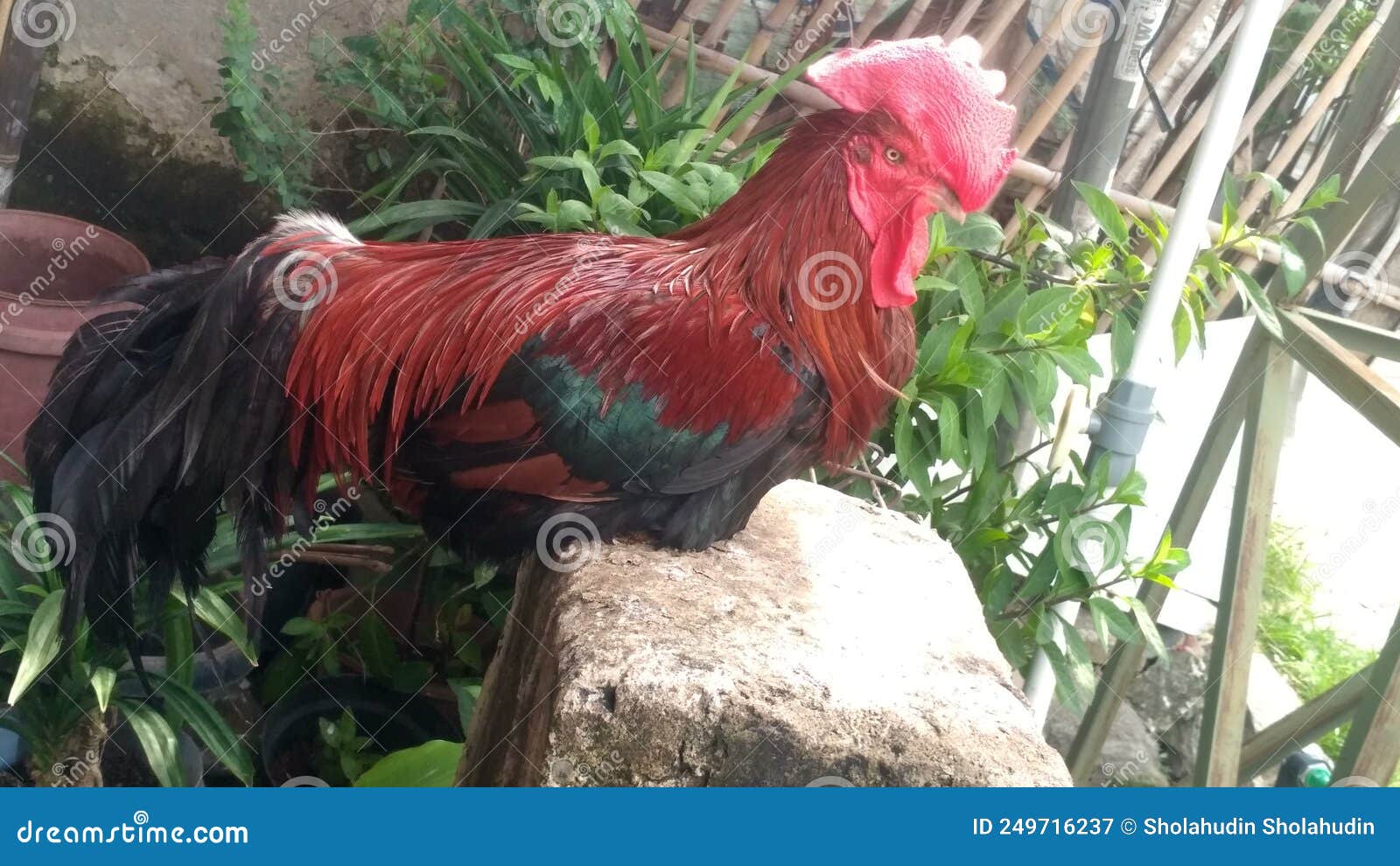 Indonesian Pelung Type Rooster is Red Stock Image - Image of rooster ...