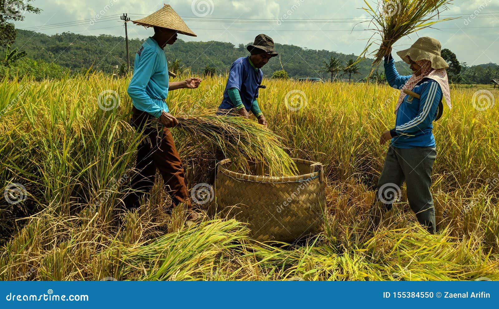 Indonesian People Harvest they Rice Editorial Image - Image of harvest ...