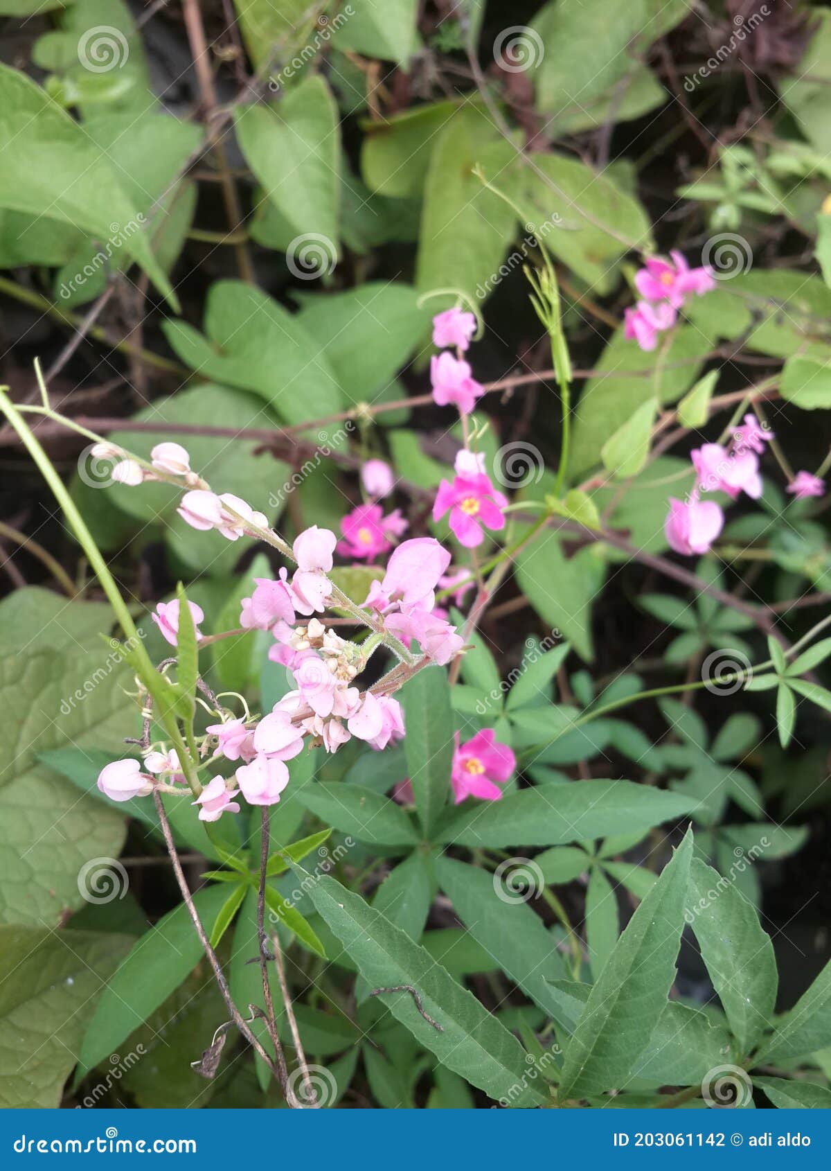 Indonesian Pink Flower Vines 13 Stock Photo - Image of beauty, vines ...