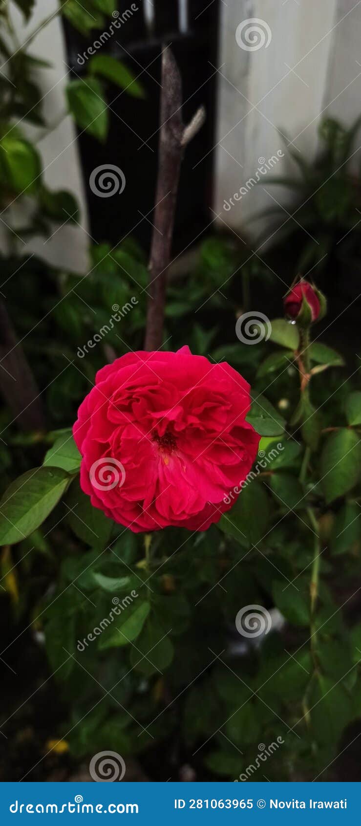 Indonesian Plant Red Roses stock image. Image of indonesian - 281063965
