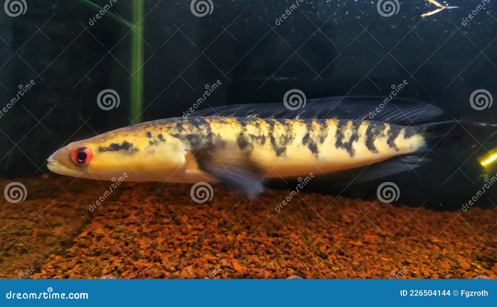 Fish Named Cara-acu Albino. White Fish, Rare Specie Stock Photography ...