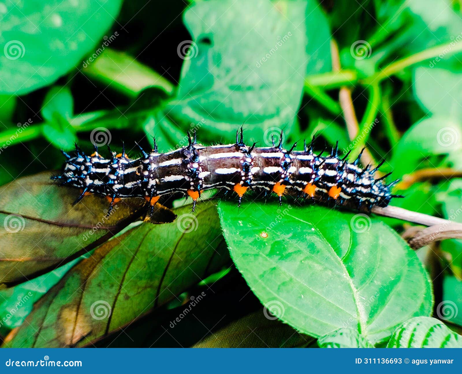 Indonesian Rambutan Fruit Tree Caterpillar Stock Image - Image of fruit ...