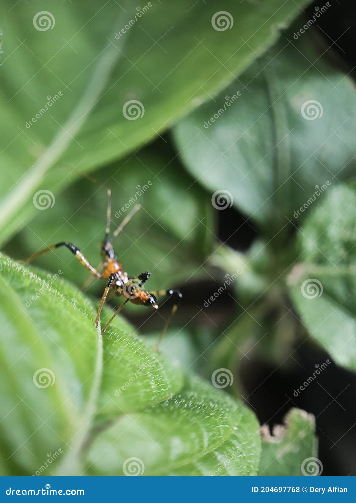 Indonesian Rare Insects on the Leaves Stock Photo - Image of insects ...