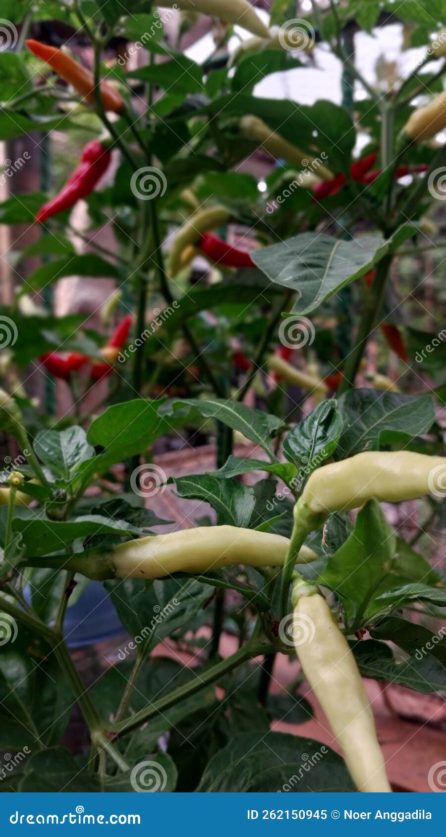 Indonesian Rawit Chilli Stock Photos - Free & Royalty-Free Stock Photos ...