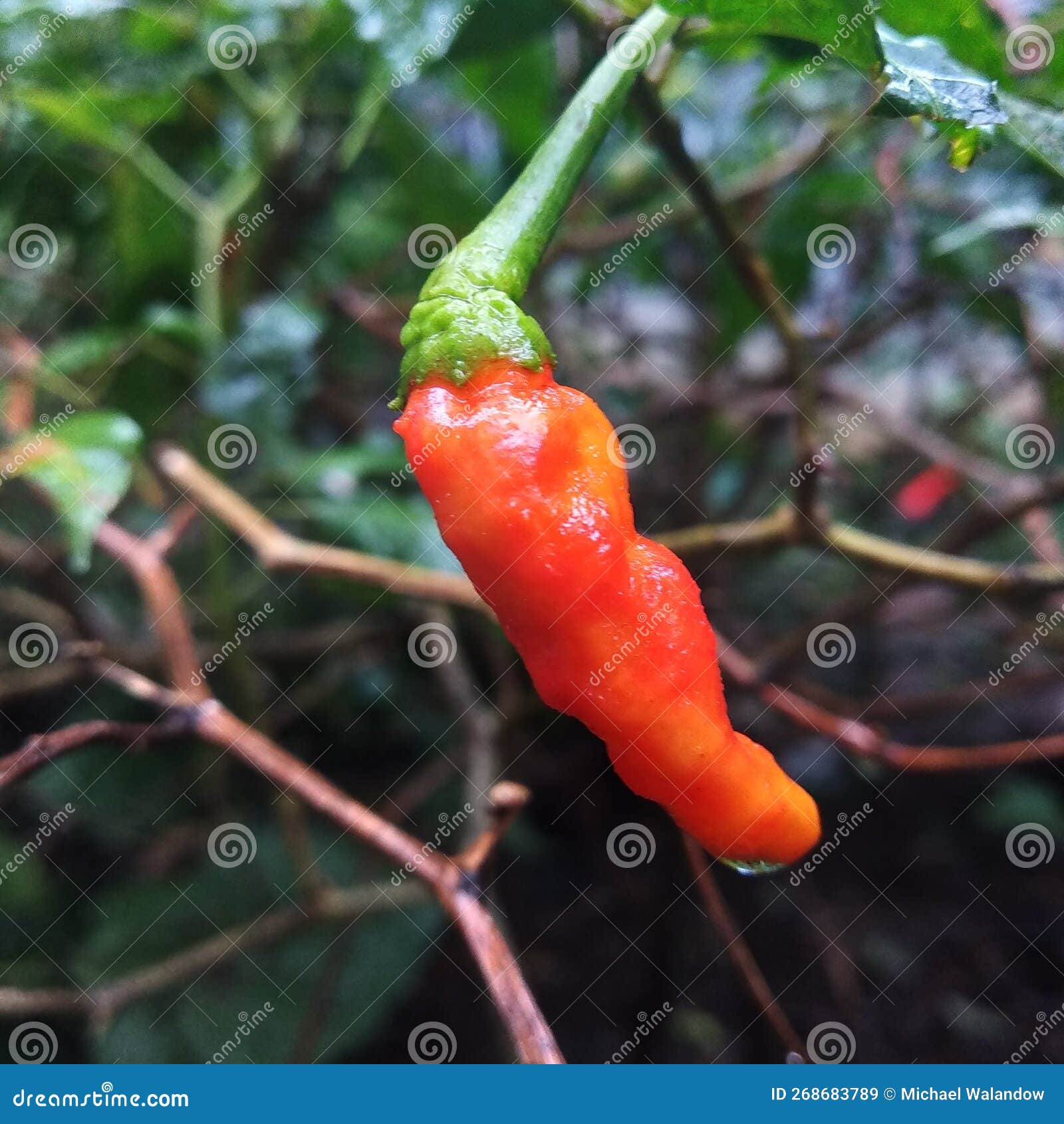 Indonesian red Chilli stock image. Image of branch, chilli - 268683789