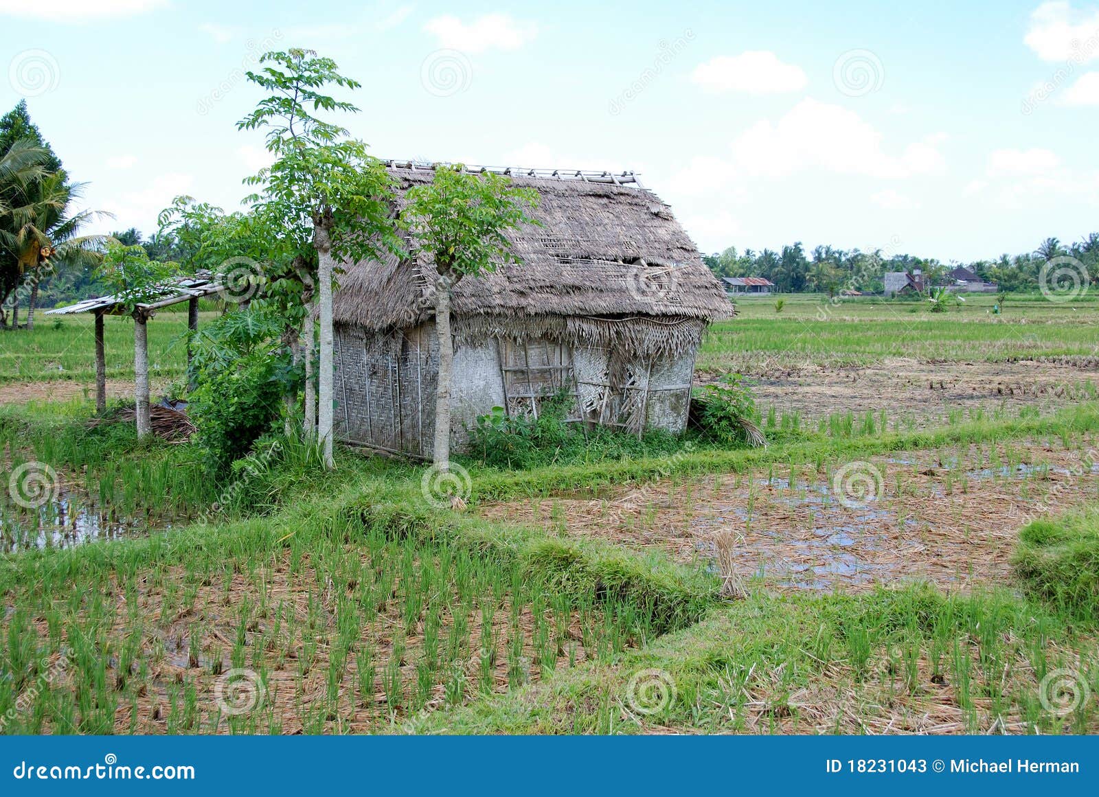 Indonesian rice farm stock image. Image of arable, daytime - 18231043