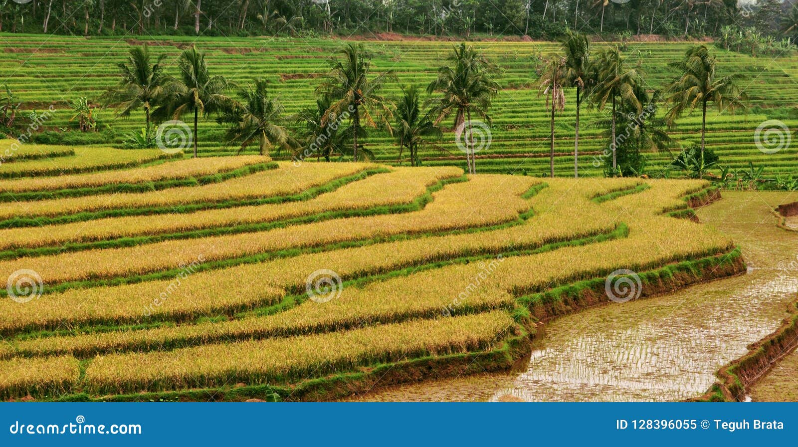 Indonesian Farming Stock Photos - Download 1,756 Royalty Free Photos