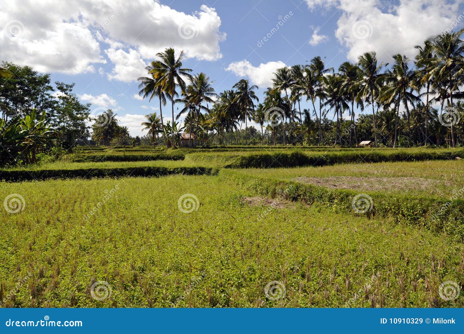 Indonesian rice field stock image. Image of grass, bali - 10910329