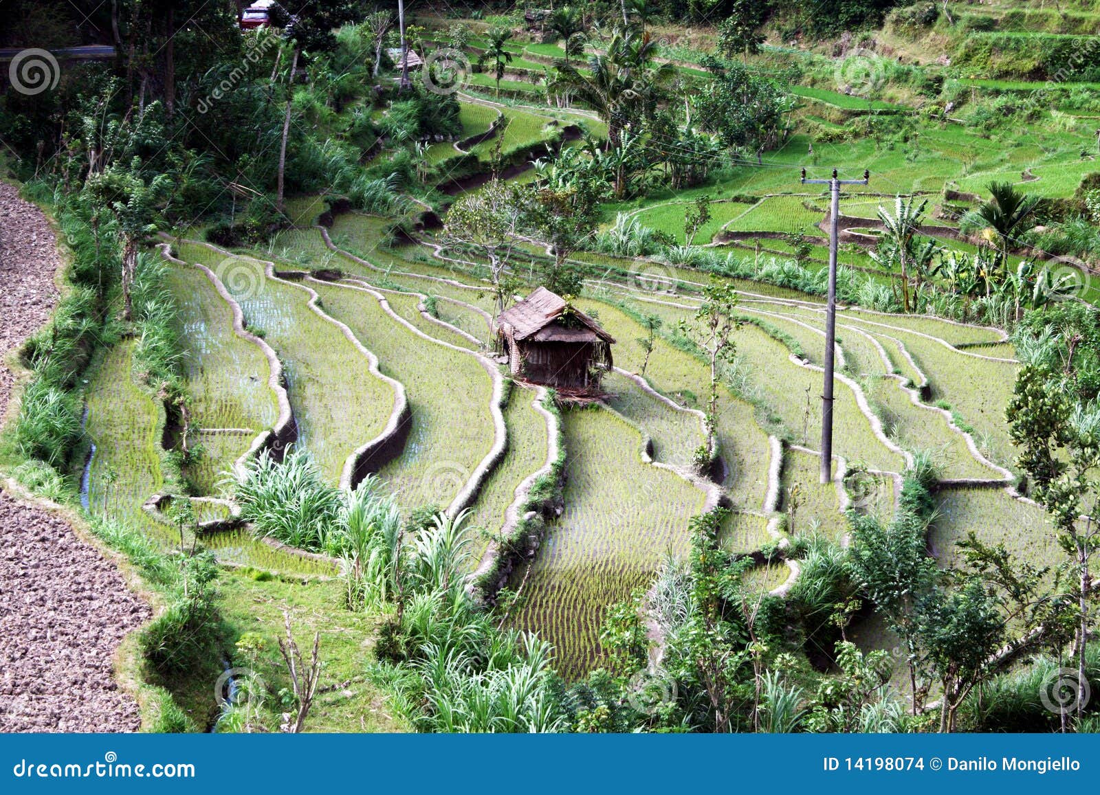 Indonesian rice field stock photo. Image of landscape - 14198074