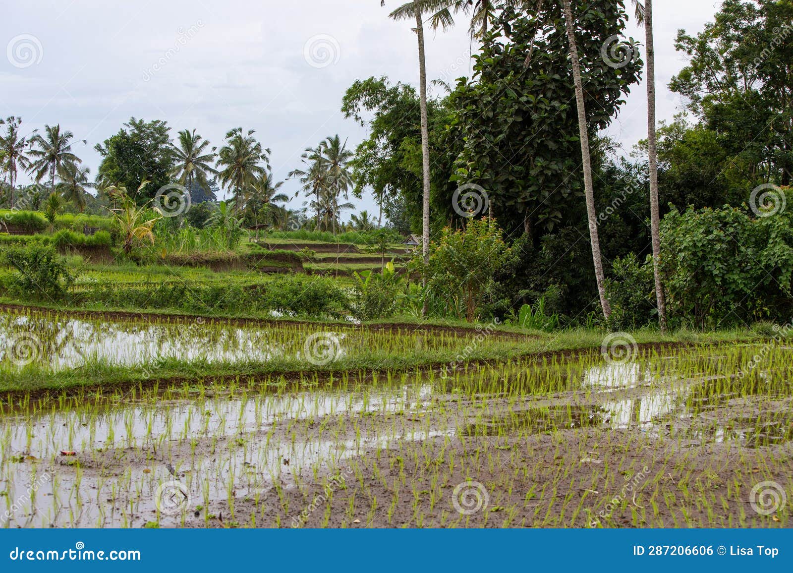 Indonesian Rice Fields stock photo. Image of fields - 287206606