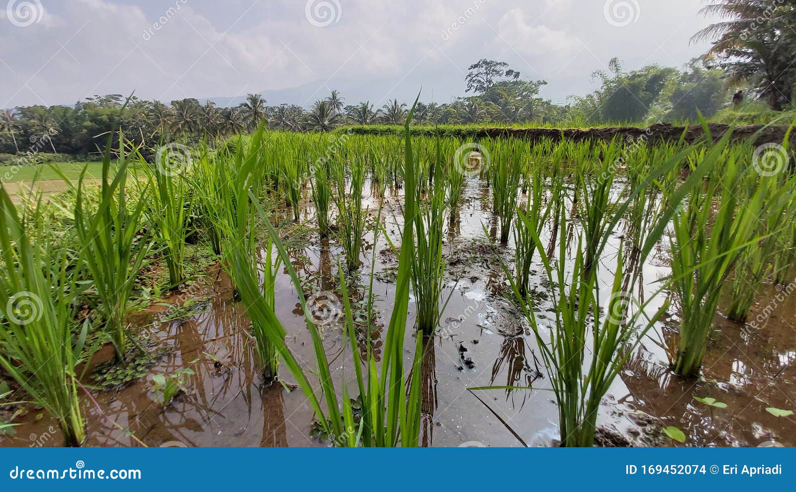 Indonesian rice fields stock photo. Image of farm, agriculture - 169452074