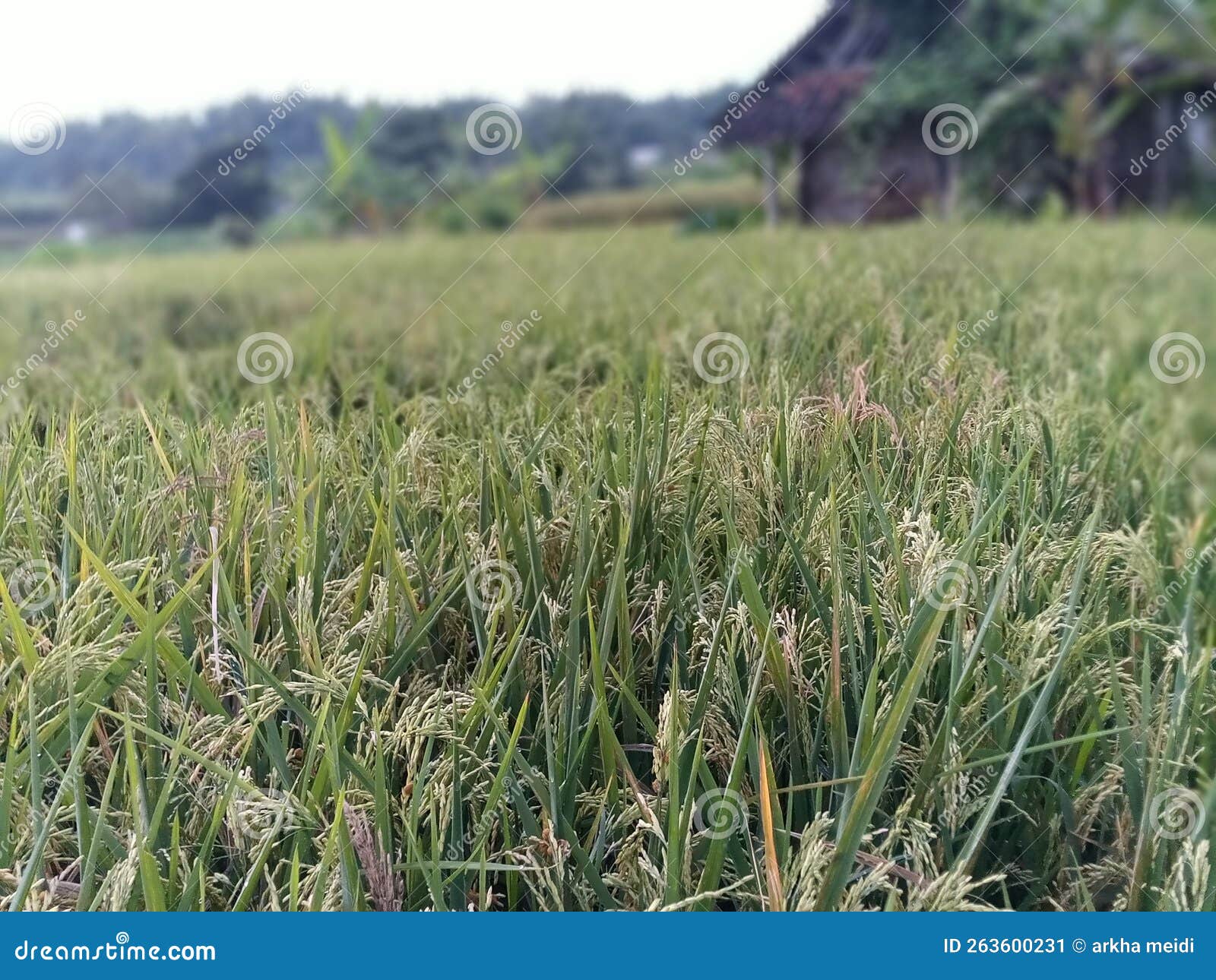Indonesian Rice fields stock image. Image of crop, wetland - 263600231