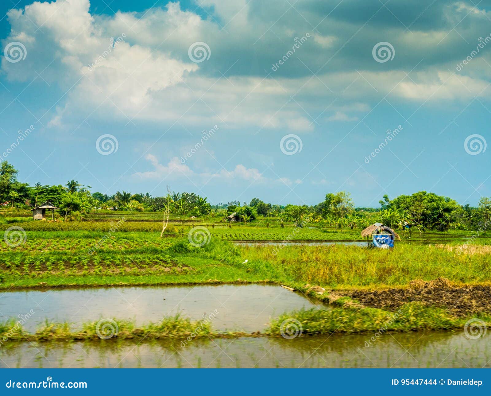 Indonesian Rice Fields Landscape Editorial Stock Image - Image of ...