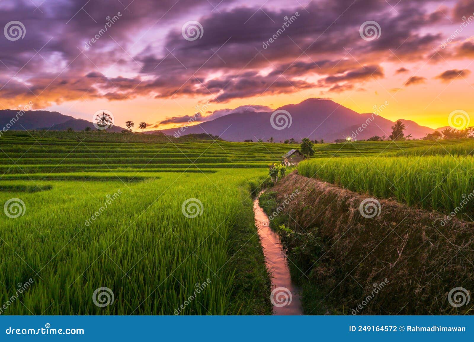 Indonesian rice fields stock photo. Image of field, food - 249164572
