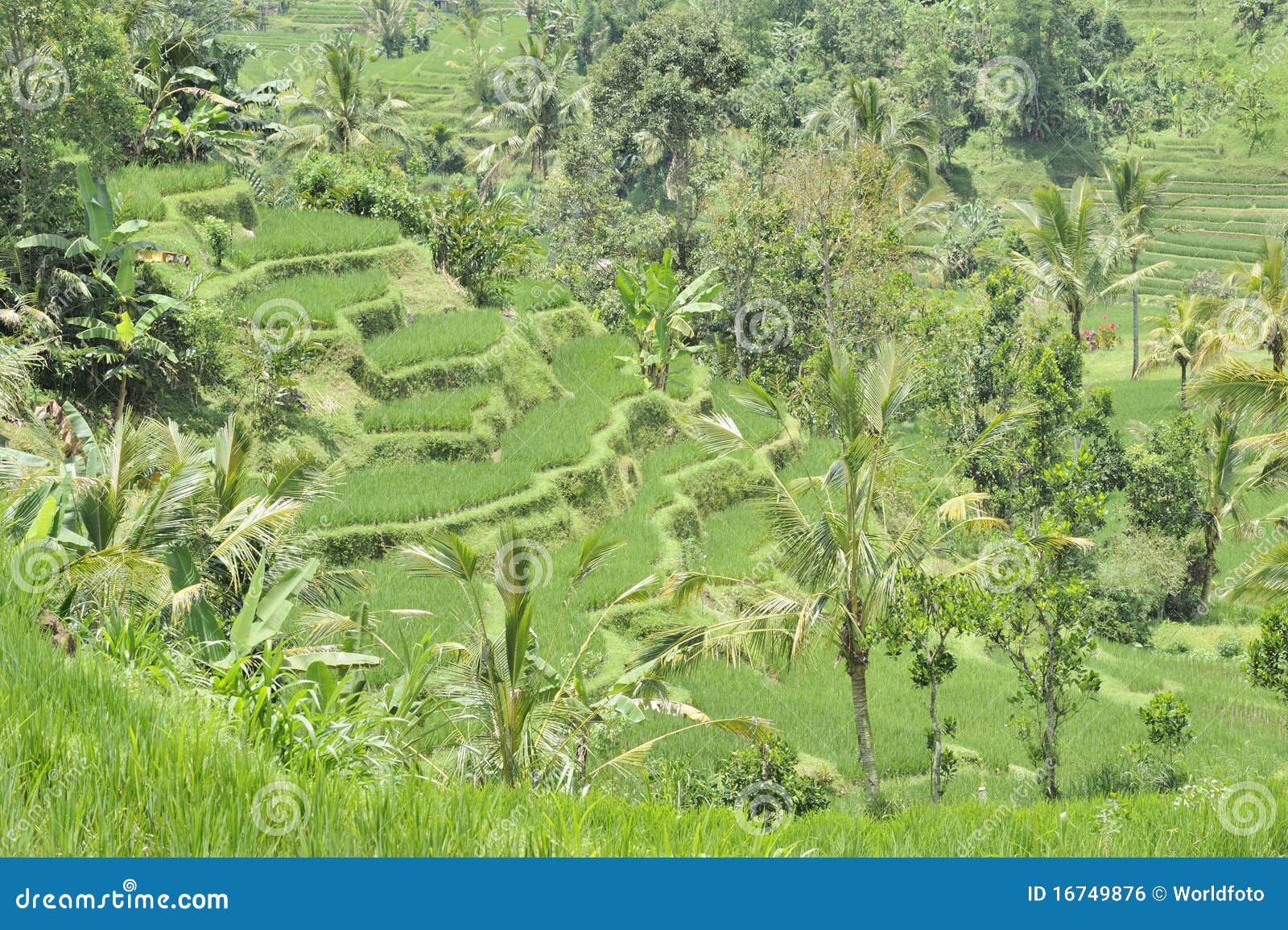 Indonesian rice terraces stock photo. Image of jatiluwih - 16749876